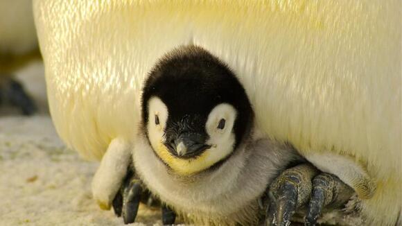 How Penguins Take Turns at Sea and Nest to Raise Chicks - NewsBreak