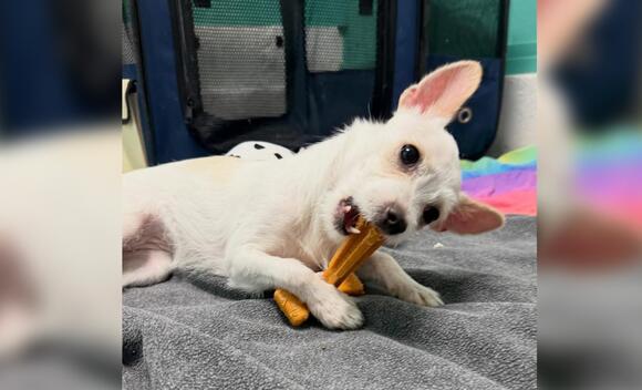 Avril’s Still Waiting: The Tiny Chihuahua Who Just Wants a Safe Lap to ...