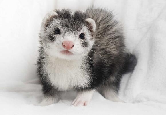 These Animals Let Out the Most Farts in the World - NewsBreak