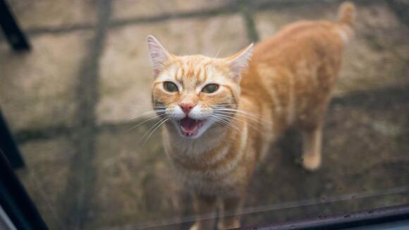 Viral ‘I Go Meow’ Cat ‘Cala’ Passes Away Due to Old Age - NewsBreak