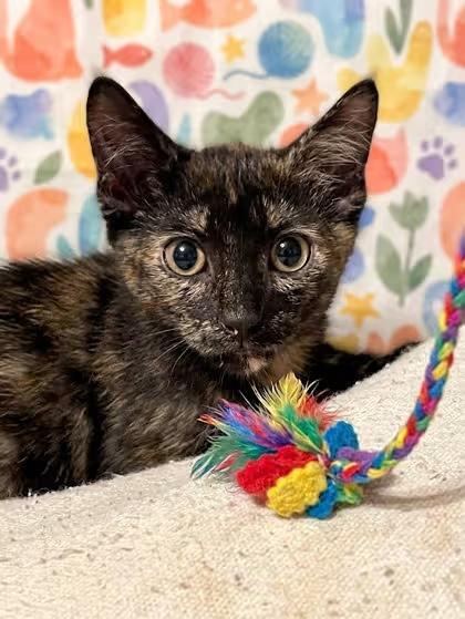 🐱 Playful Kittens Ready for Adoption in New Orleans - NewsBreak