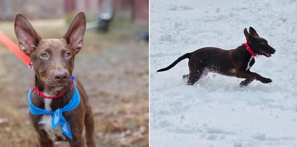 Meet Mirth: The Joyful Dog with Elf Ears & a Lapdog Heart - NewsBreak