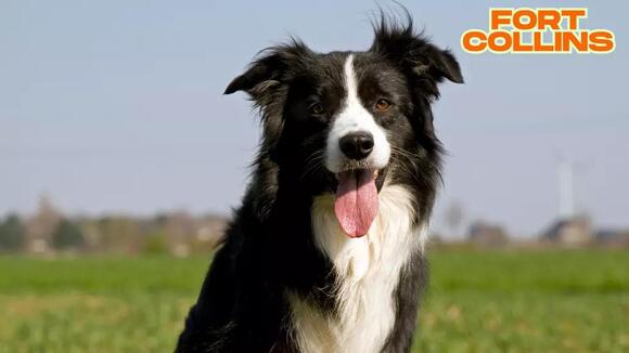 Meet Cowboy: This Northern Colorado Pup Is Looking For A Home - NewsBreak