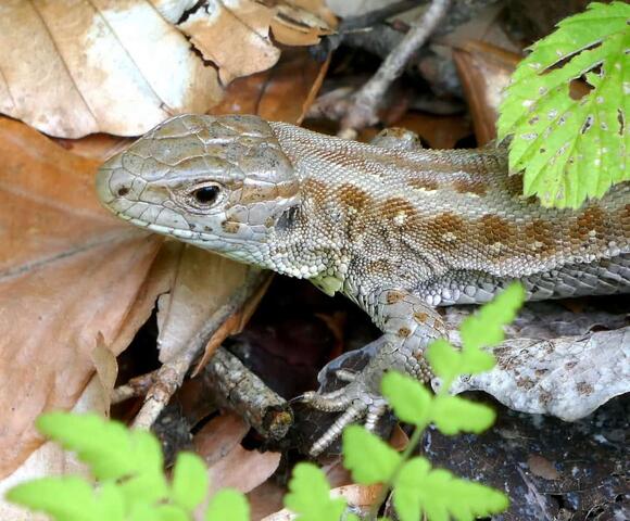 The Coldest-Blooded Reptile That Can Survive Snow - NewsBreak