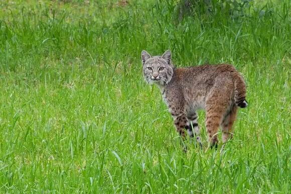Heroic German Shepherd protects owner from aggressive rabid bobcat ...