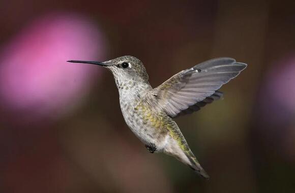 8 Simple Steps to Identify Local Bird Species From Your Living Room ...