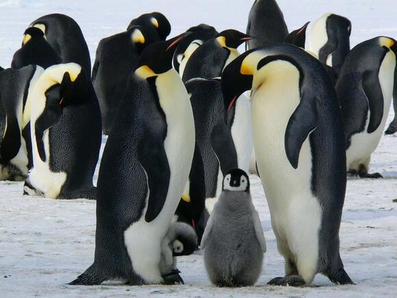 How Penguins Take Turns at Sea and Nest to Raise Chicks - NewsBreak