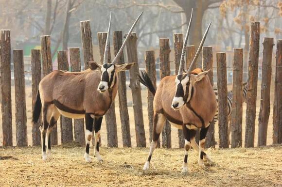 12 Genetic Mutations That Have Shaped the Evolution of Species - NewsBreak