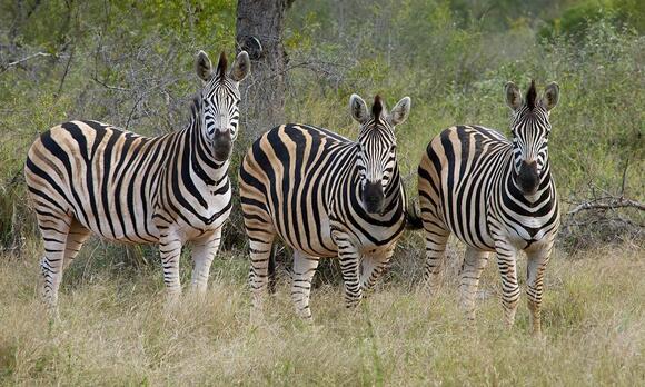 Why Do Zebras Have Stripes The Surprising Science Behind Their Unique ...