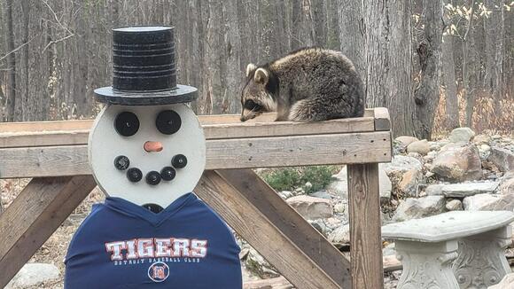 There’s an Unexpected Wildlife Showdown at Gaylord’s Snowman Cam ...