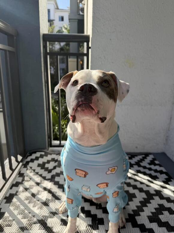 🐶 Playful & Loving Dogs Ready for Adoption in Fort Lauderdale - NewsBreak