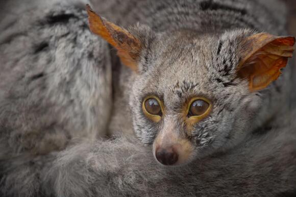 5 Wild Animals We'd Love To Have As A Pet, But Are Illegal - NewsBreak