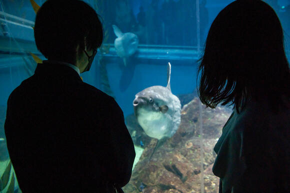 Flat, Round, and Full of Parasites: Inside the Bizarre Life of a ...