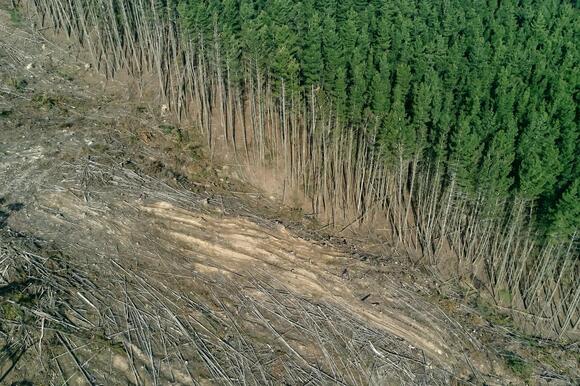 The Controversial Role of Deforestation in Protecting Human Livelihoods ...