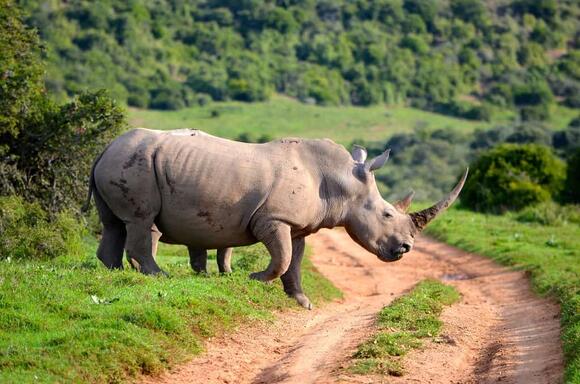 The Lifespan of a Rhino—and What Threatens It Most - NewsBreak