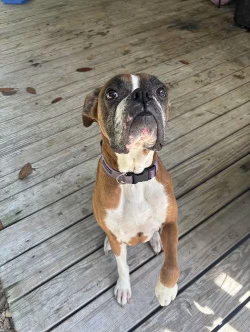 🐶 Playful & Loving Boxers Ready for Adoption in Monticello, NY - NewsBreak
