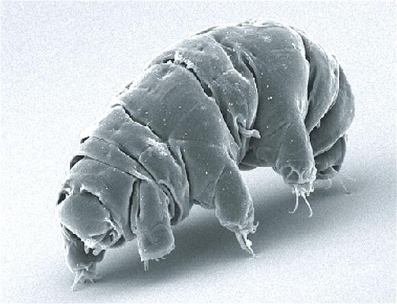 Top 10 Weird Animals – The Strangest Creatures on Earth - NewsBreak