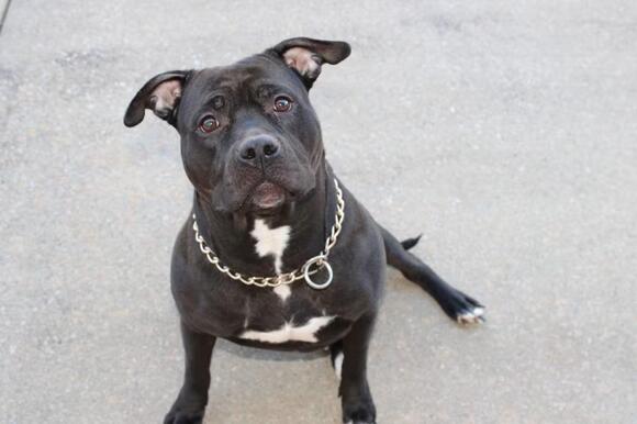 🐶 Playful, Gentle & Loyal Dogs Ready for Adoption in Atlanta - NewsBreak