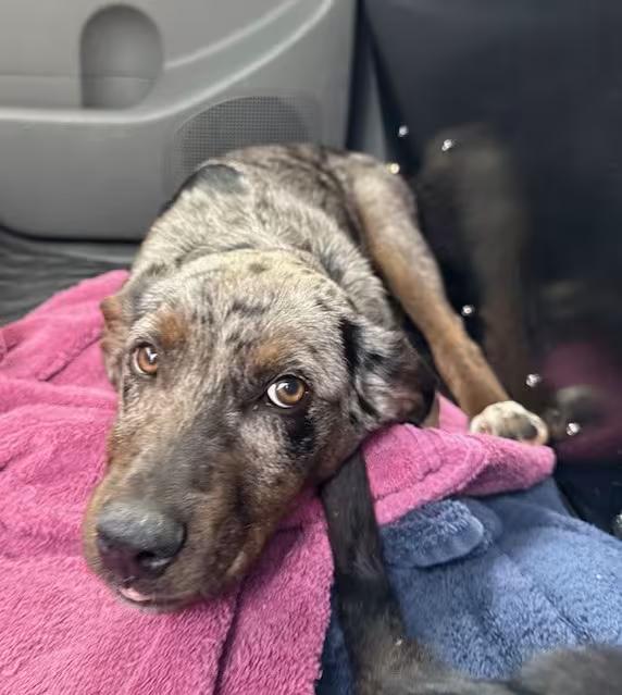 🐶 Playful, Loyal & Loving Dogs Ready for Adoption in Cameron, MO ...