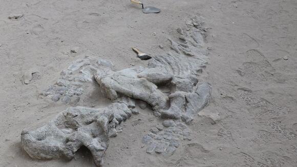9 Times a Single Dinosaur Fossil Discovery Sent the Scientific ...