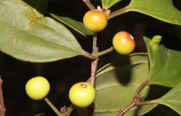 "It Sounds Like A Long Shot": Why Scientists Hope To Rescue A Zombie ...