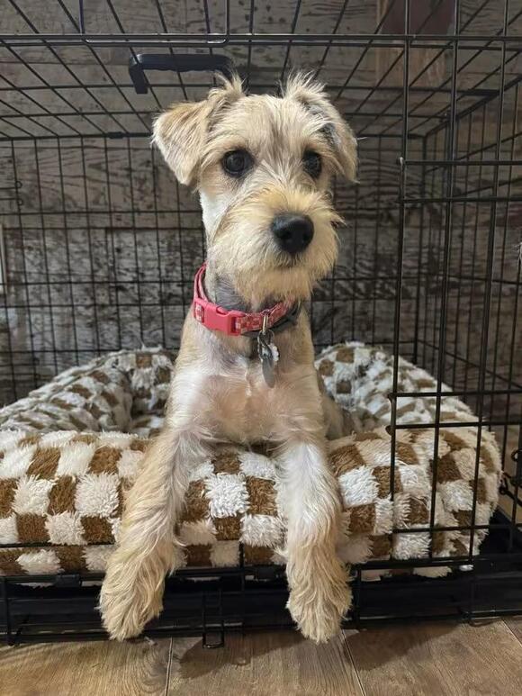 🐶 Playful Puppies and Loving Dogs Ready for Adoption in Oklahoma City ...