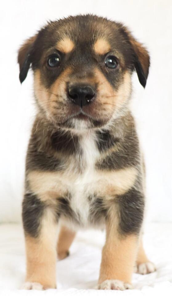 🐶 Playful Puppies & a Gentle Whippet Mix Ready for Adoption in Saint ...