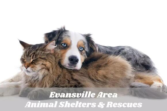 Indiana Just Strengthened Animal Protection Laws - NewsBreak