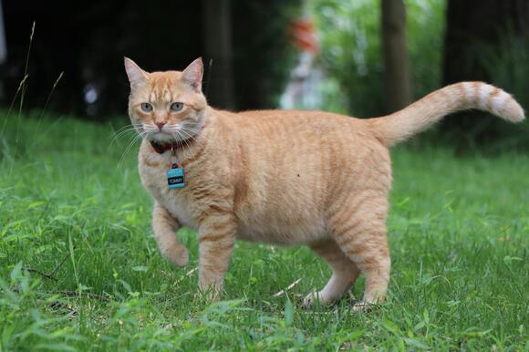 These 12 Cat Breeds Handle Change Surprisingly Well - NewsBreak