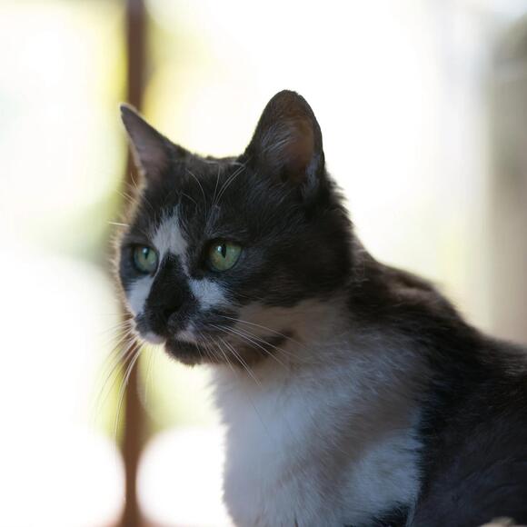 How to Tell If Your Cat Needs More Alone Time - NewsBreak