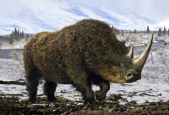 Scientists reconstruct woolly rhino’s genome from a wolf’s stomach ...
