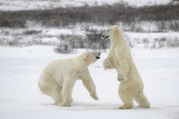 The Effects of Snowstorms on Animal Behavior and Survival - NewsBreak