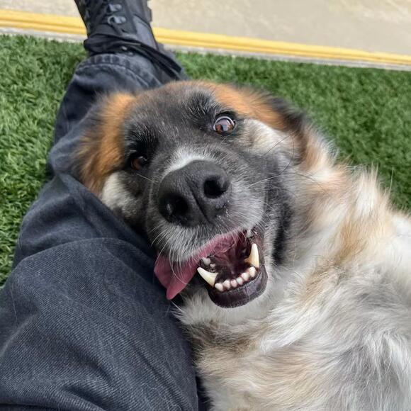 🐶 Playful, Loyal & Loving Dogs Ready for Adoption in Belleville - NewsBreak