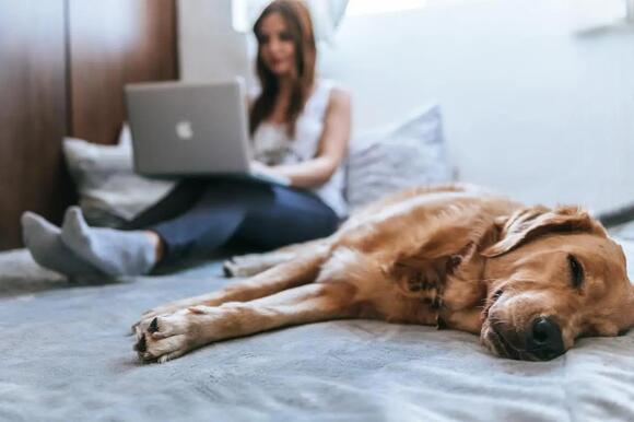 Why Your Dog Wags Its Tail In Its Sleep - NewsBreak