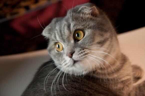 10 Cat Breeds That Could Star in a Disney Movie - NewsBreak
