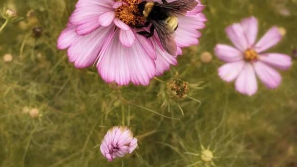 Gardener planted cosmos for the blooms, then got bees, bouquets, and ...