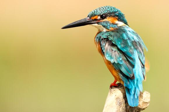 This Birds Mimicry Skills Are So Good It Can Fool Predators - NewsBreak