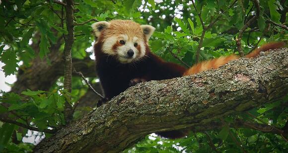 How Red Pandas Use Camouflage to Stay Safe - NewsBreak