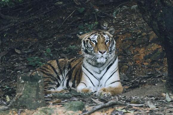 Ladakh Hosts 477 Snow Leopards, Among World’s Highest Big Cat Densities ...