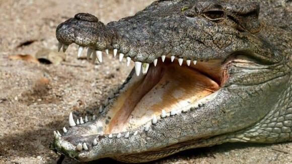 18 Strongest Bites in the Animal Kingdom, Ranked by PSI - NewsBreak