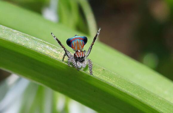 The Peacock Spider’s Dazzling Courtship Dance - NewsBreak