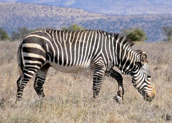 What Makes a Plains Zebra Different from a Mountain Zebra - NewsBreak