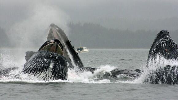 How Humpback Whales Create Bubble-Nets to Catch Fish - NewsBreak