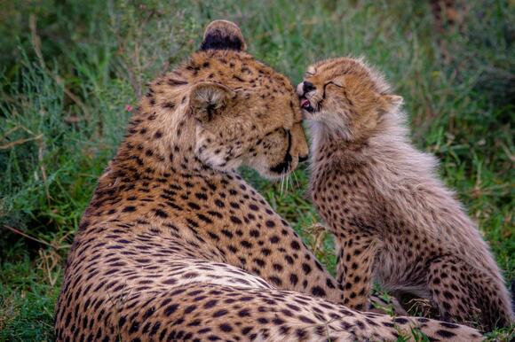 13 Fascinating Facts About Cheetahs That Will Leave You in Awe - NewsBreak