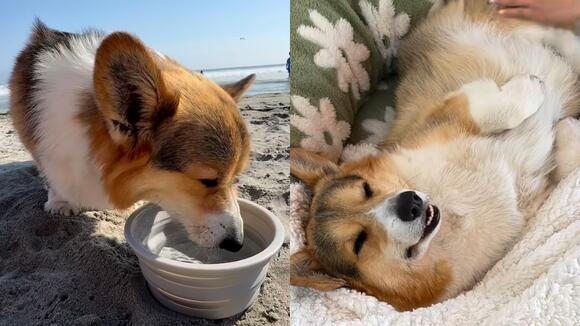 Video: Owner Shares Ways Corgi Has Changed Since Growing Older - NewsBreak