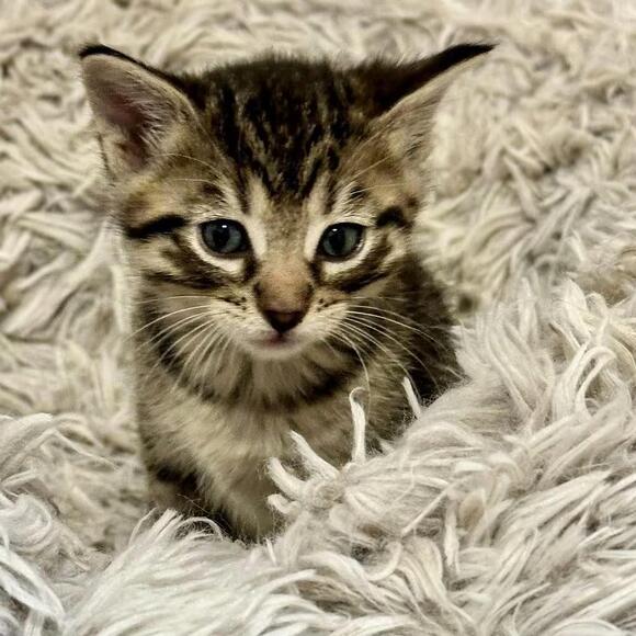 🐱 Playful & Loving Cats Ready for Adoption in Muskego - NewsBreak