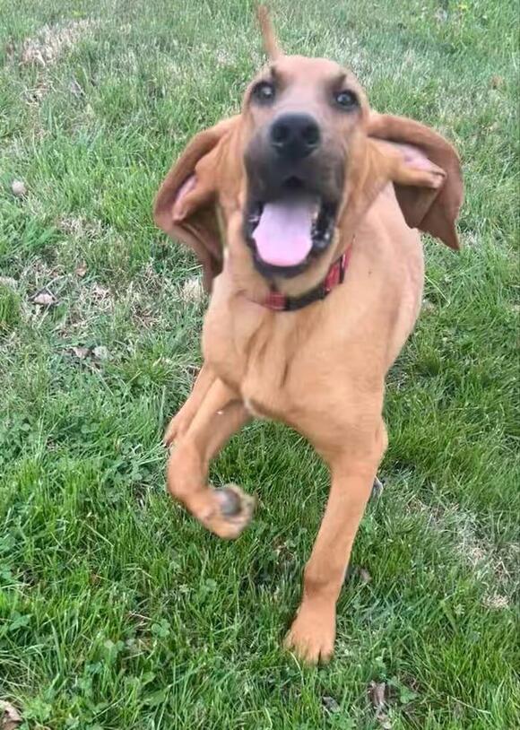 🐶 Gentle Giants and Hounds Ready for Adoption in Aurora - NewsBreak