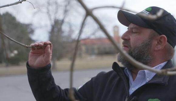 False Spring? Warm December temps coax many Colorado trees into early ...