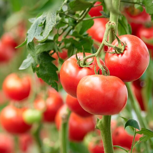 Should You Use Baking Soda to Grow Sweeter Tomatoes? The Truth Behind ...
