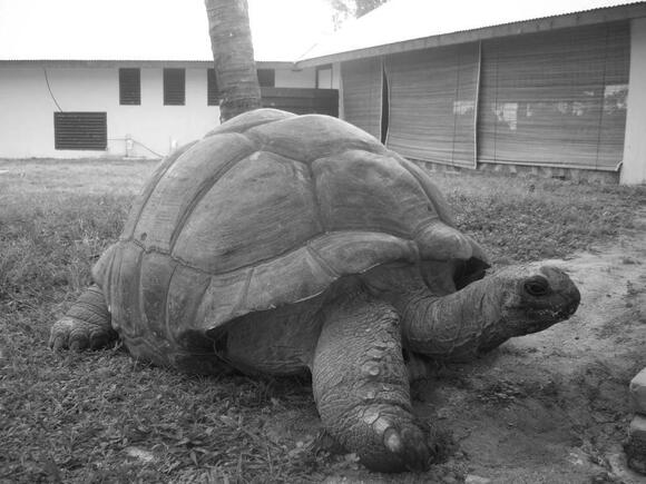 Madagascar Welcomes Back Giant Tortoises After 600 Years - NewsBreak